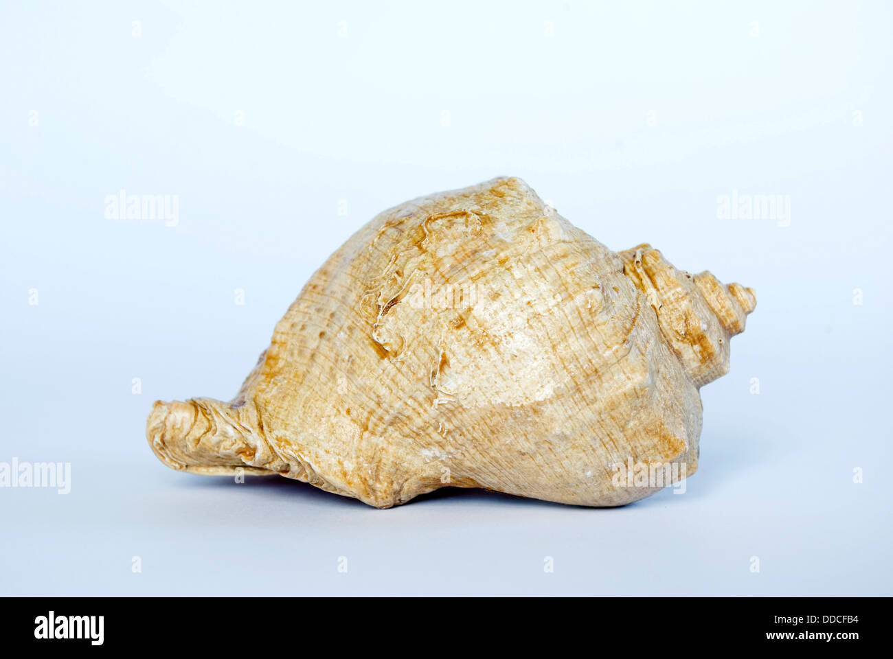 Seashell fish hi-res stock photography and images - Alamy