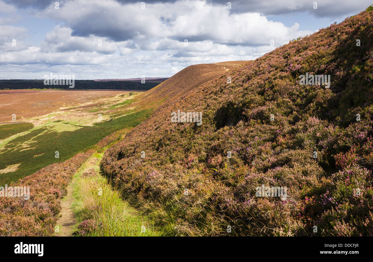 Yorkshire moors heath hi-res stock photography and images - Alamy