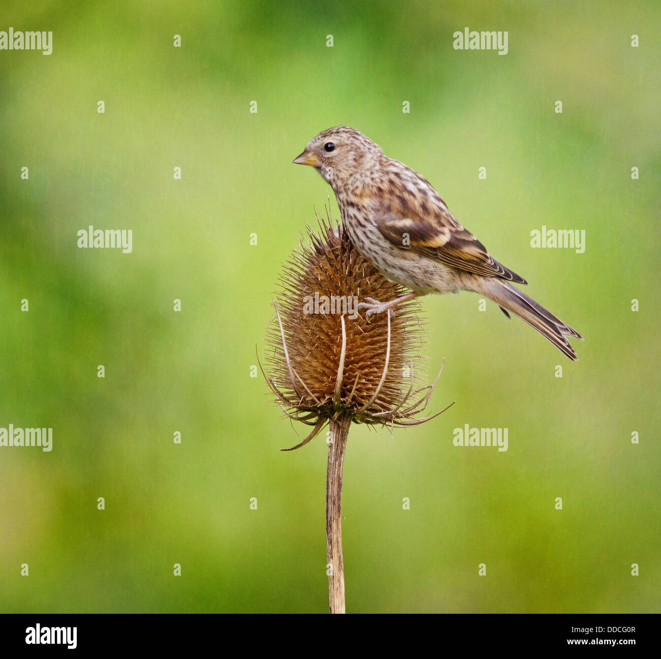 Lesser Redpoll Stock Photos & Lesser Redpoll Stock Images - Alamy