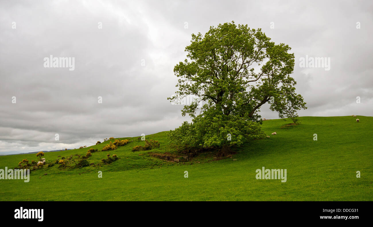 Pastures and green grass hi-res stock photography and images - Alamy