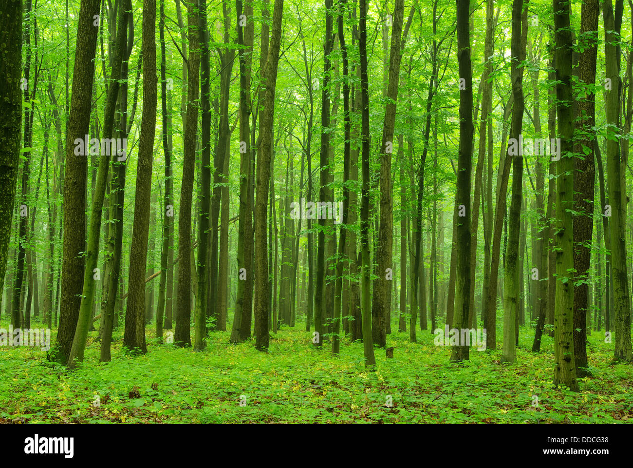 Green ecosystem hi-res stock photography and images - Alamy