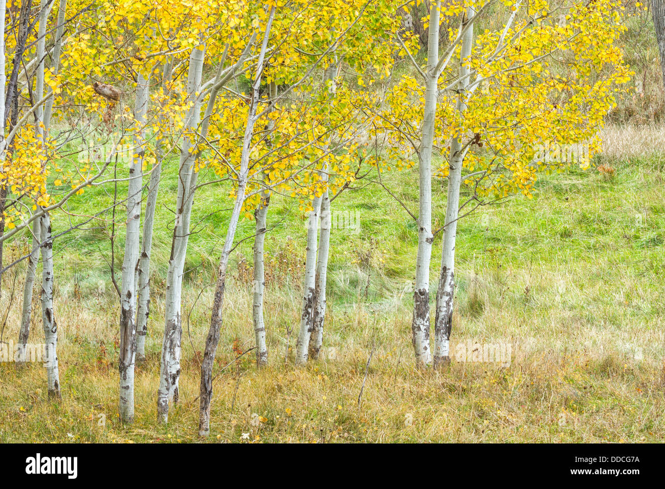 Poplars Autumn Stock Photos & Poplars Autumn Stock Images - Alamy