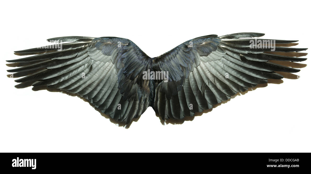Birds with spread wings Cut Out Stock Images & Pictures - Alamy