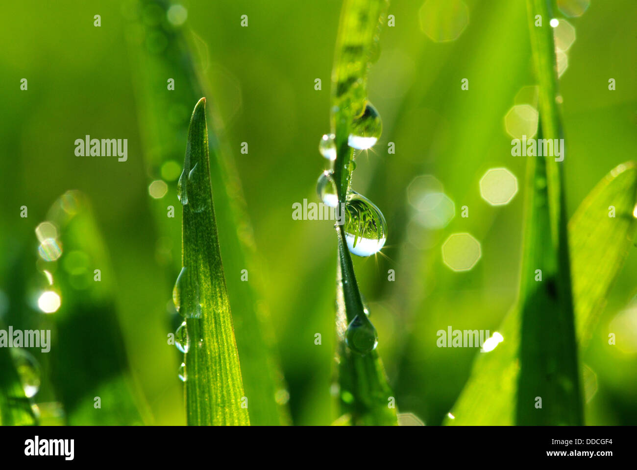 drop on grass Stock Photo - Alamy