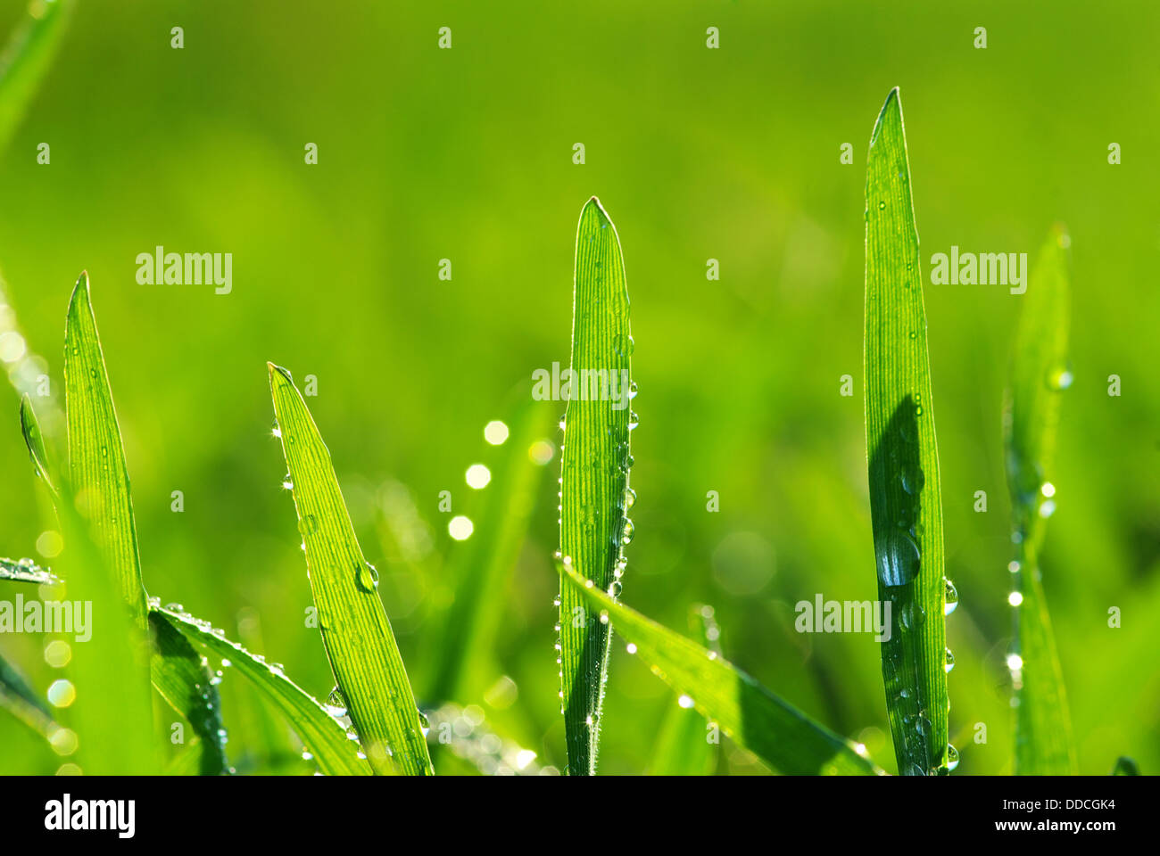 drop on grass Stock Photo - Alamy