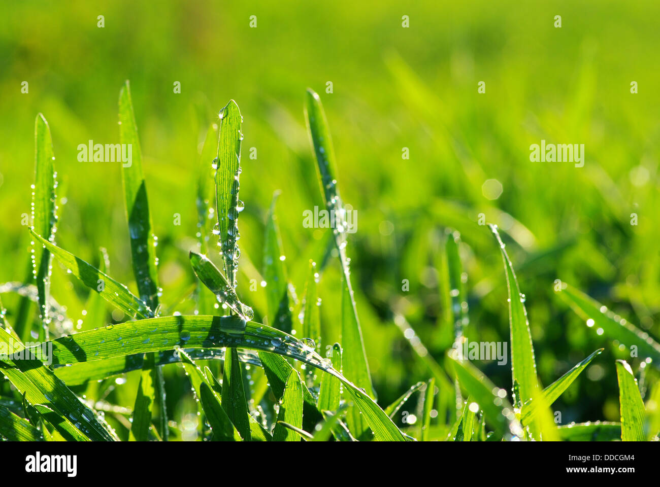 drops on grass Stock Photo - Alamy