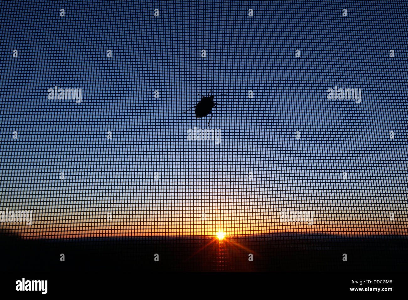 Beetle sunset screen bug hi-res stock photography and images - Alamy