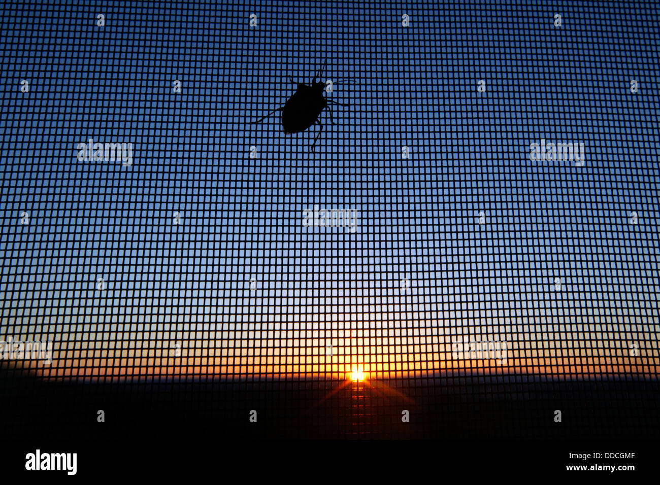 Beetle sunset screen bug hi-res stock photography and images - Alamy