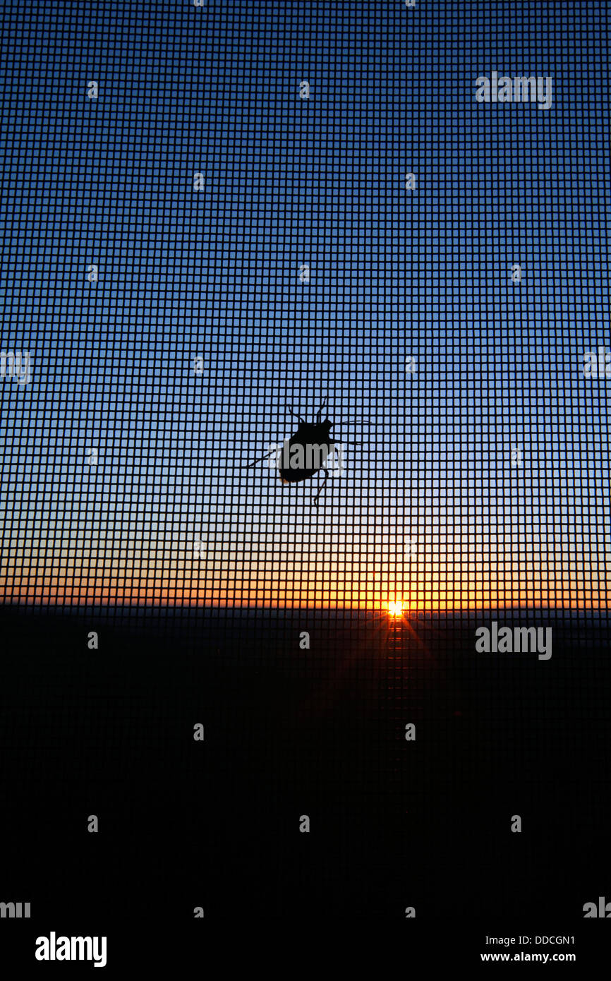 Beetle sunset screen bug hi-res stock photography and images - Alamy