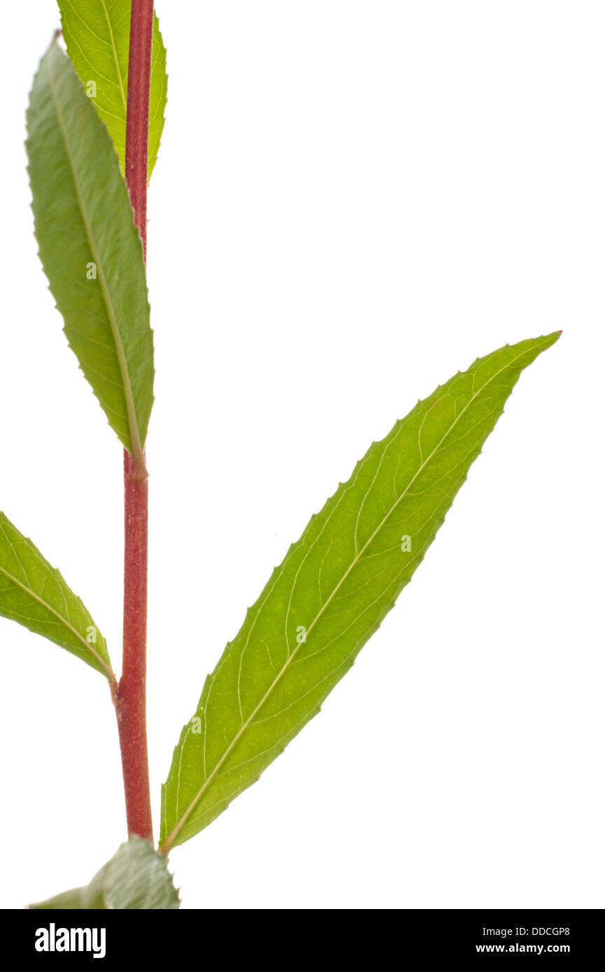 Young orange-brown tree-twig with a pair of slim green leaves isolated ...