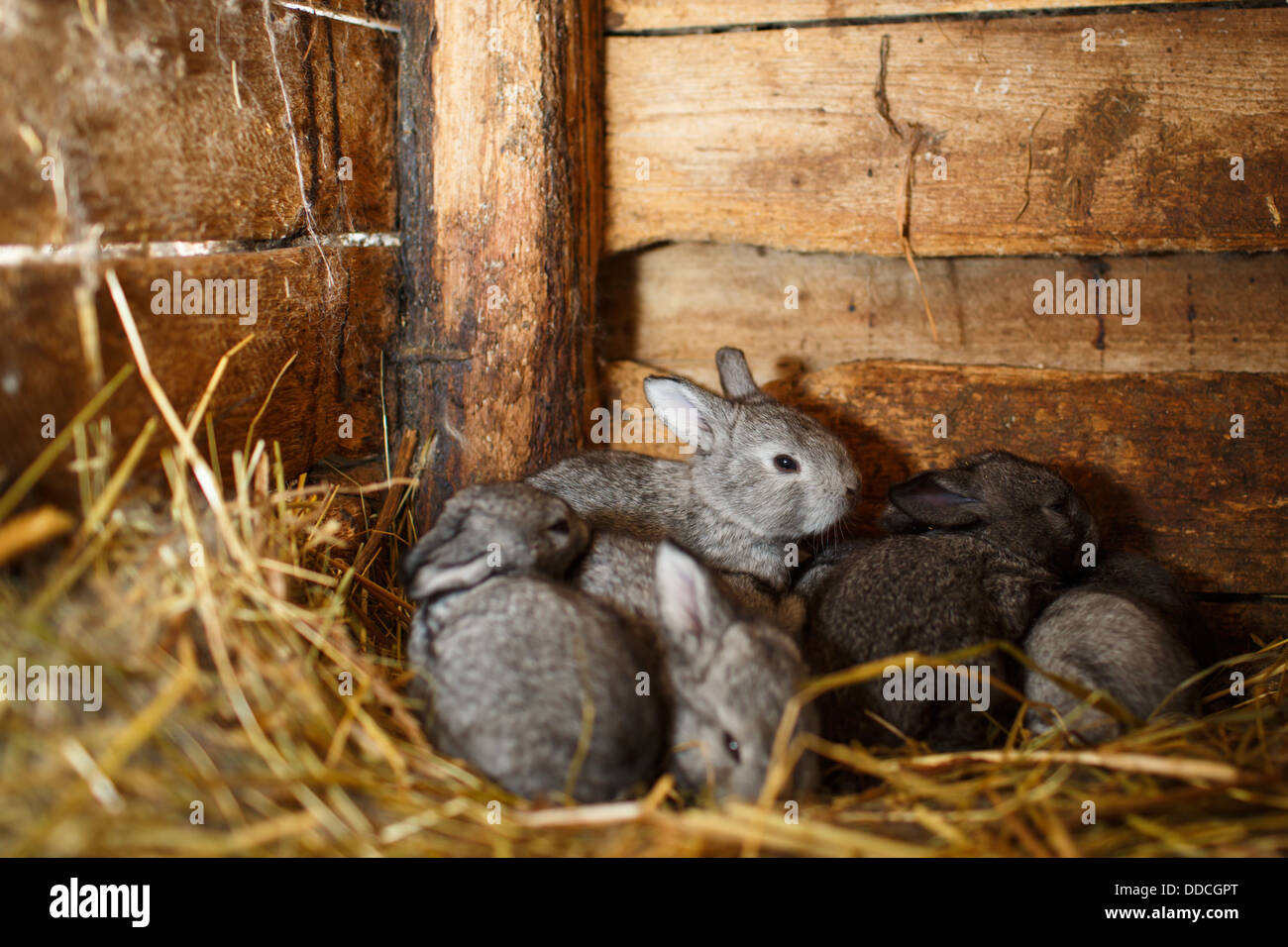 Cute rabbit popping out of a hutch Stock Photo - Alamy
