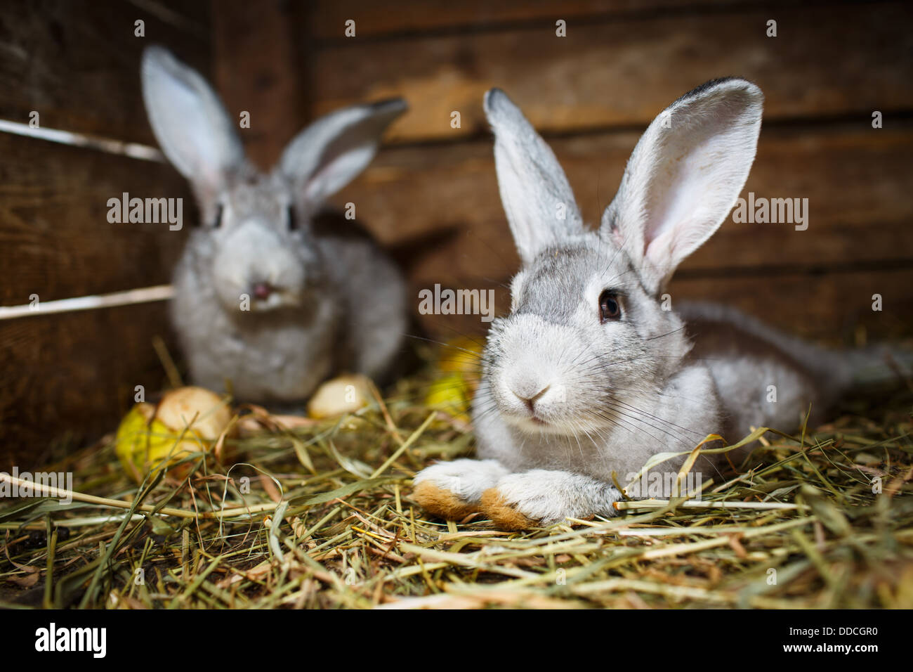 Cute rabbit popping out of a hutch Stock Photo - Alamy