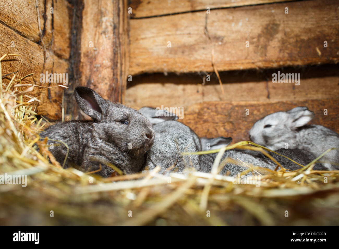 Cute rabbit popping out of a hutch Stock Photo - Alamy