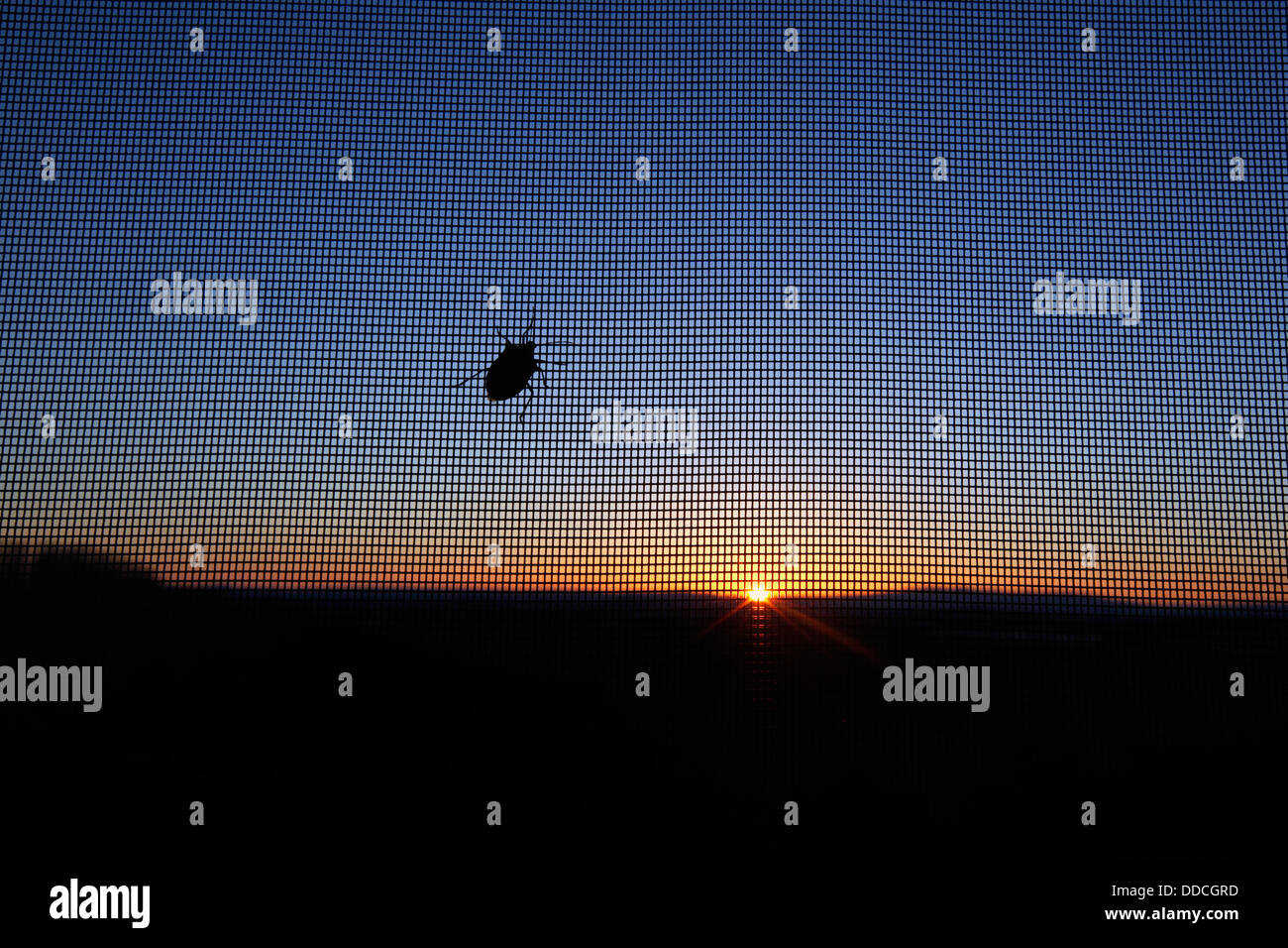 Beetle sunset screen bug hi-res stock photography and images - Alamy