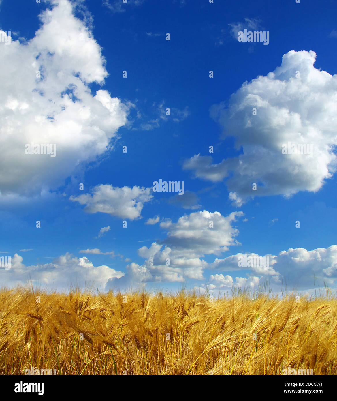 Corn spike hi-res stock photography and images - Alamy