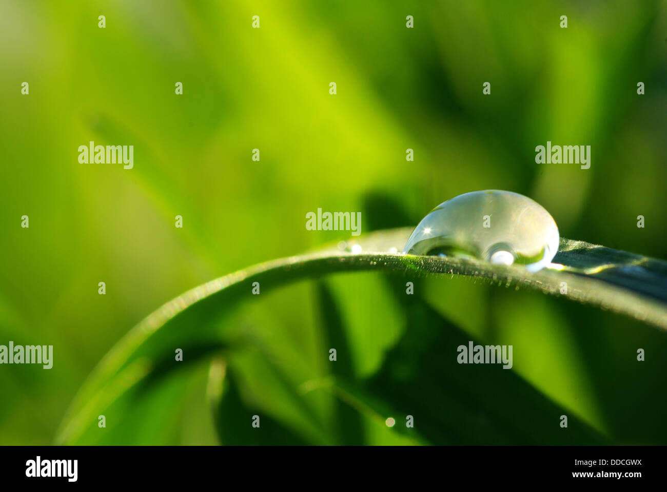 drop on grass Stock Photo - Alamy