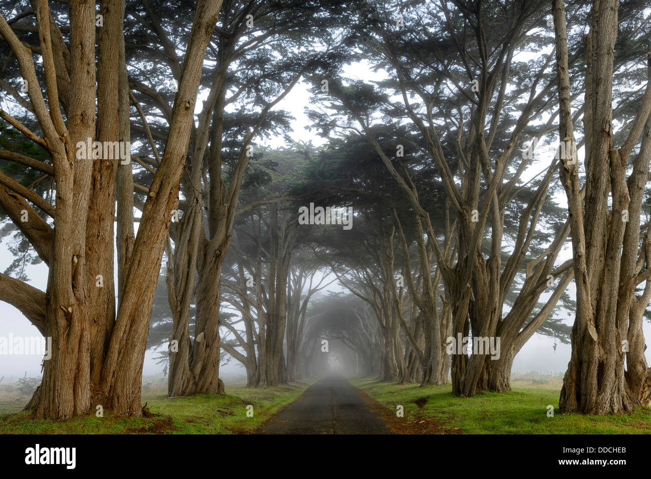 Cypress Tree Avenue at the KPH historic radio station Point Reyes ...