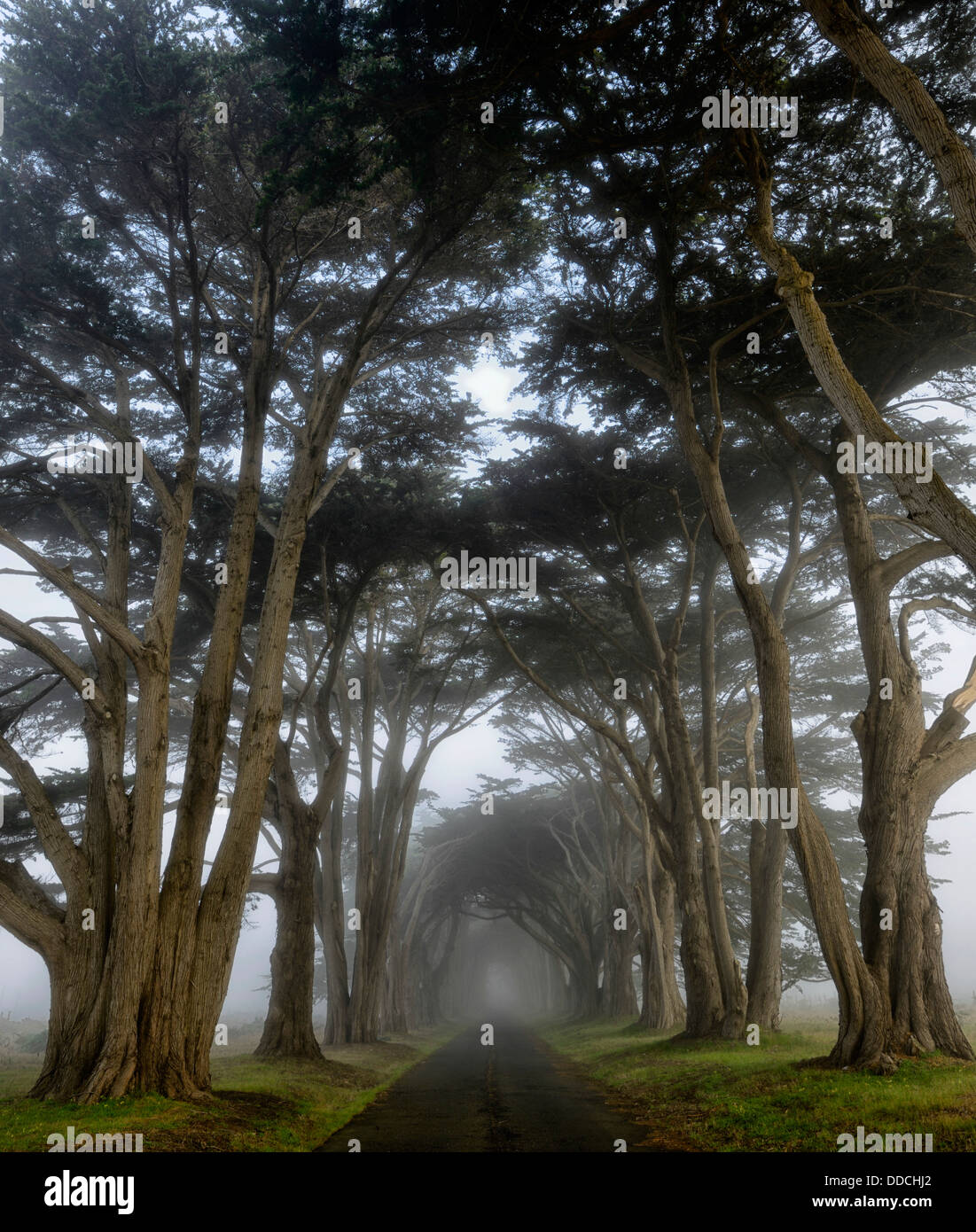 Cypress Tree Avenue at the KPH historic radio station Point Reyes ...