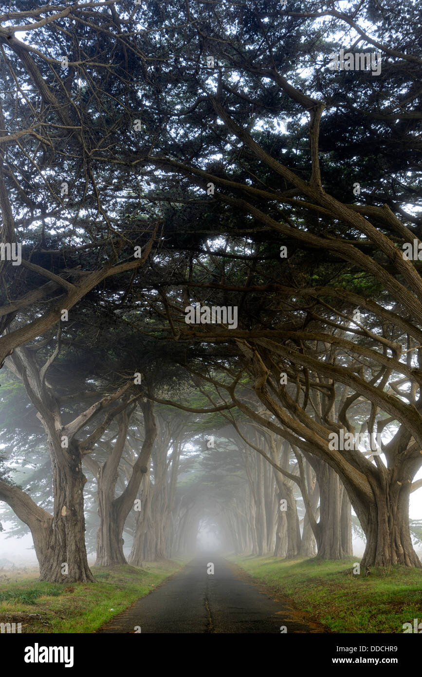 Cypress Tree Avenue at the KPH historic radio station Point Reyes ...