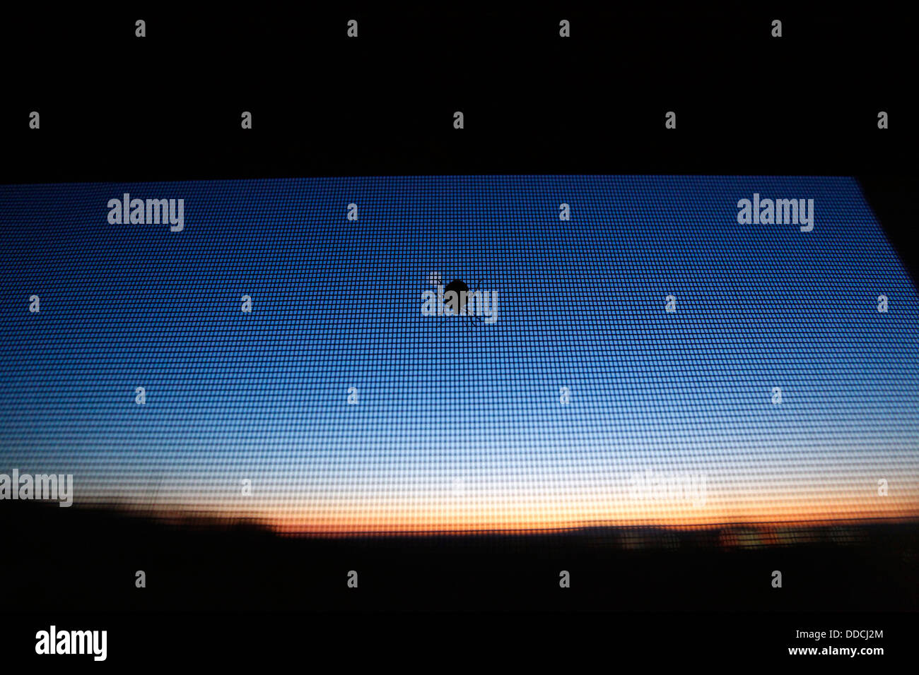 Beetle sunset screen bug hi-res stock photography and images - Alamy