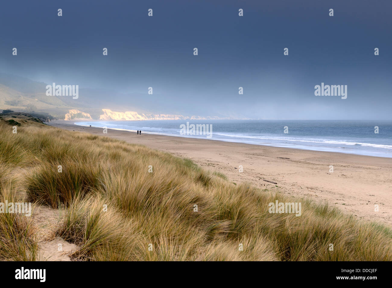 Sand dunes grass beach Drake's Bay Point Reyes National Seashore ...