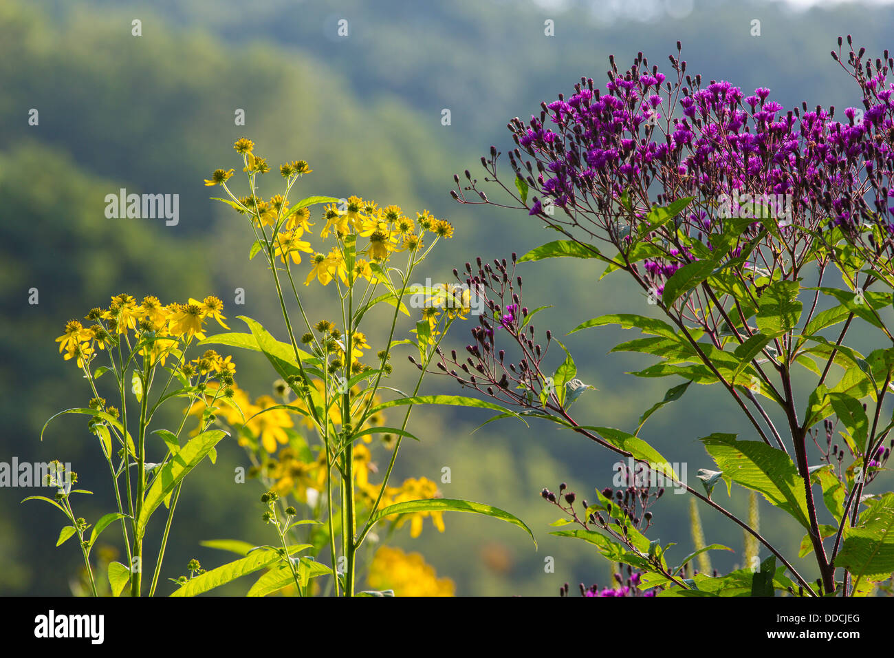 Ohio wildflowers hi-res stock photography and images - Alamy
