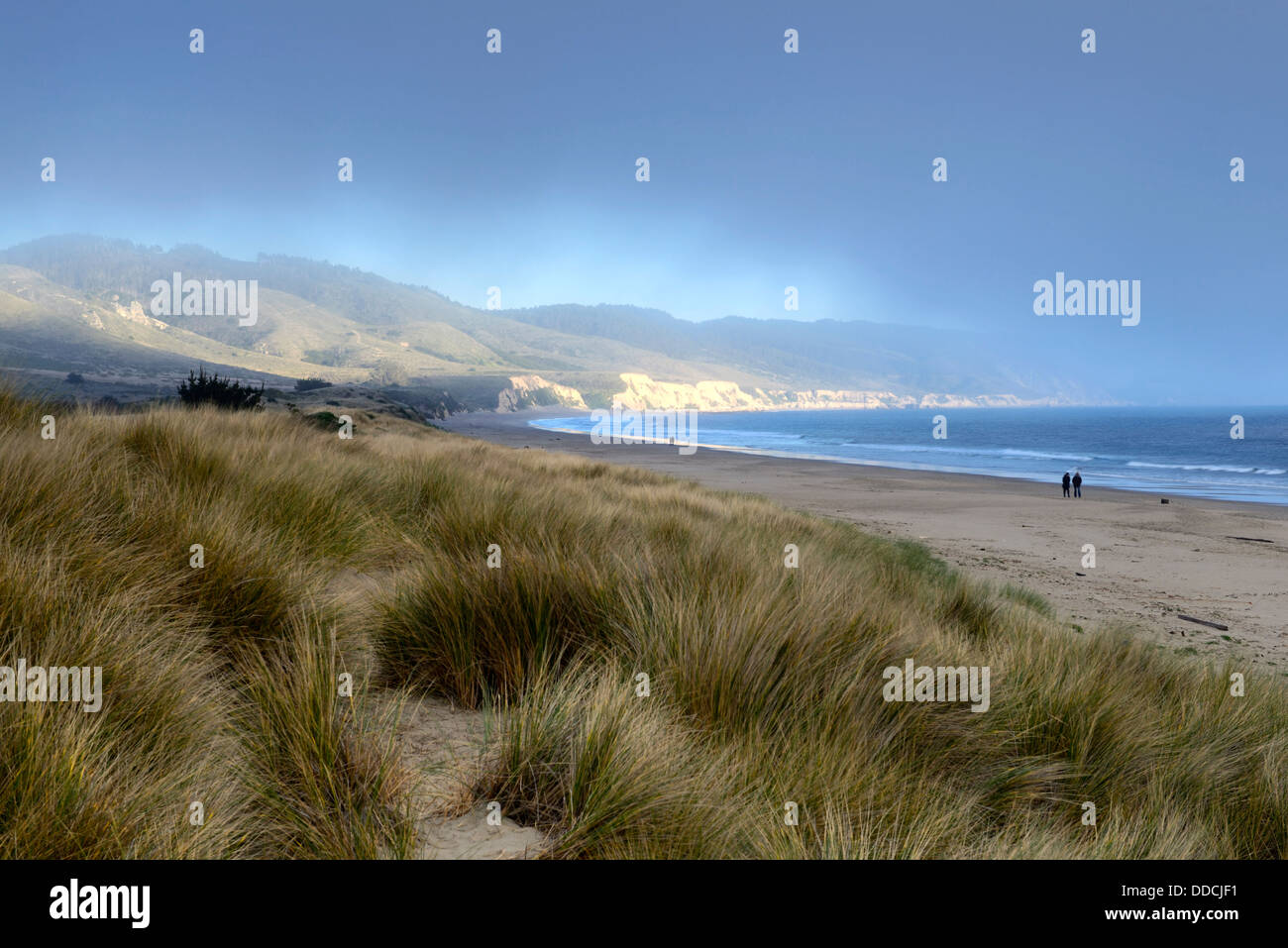 Sand dunes grass beach Drake's Bay Point Reyes National Seashore ...
