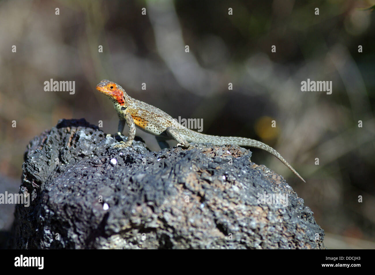 Lava Lizard Microlophus albemarlensis (female) , Isbella Island ...