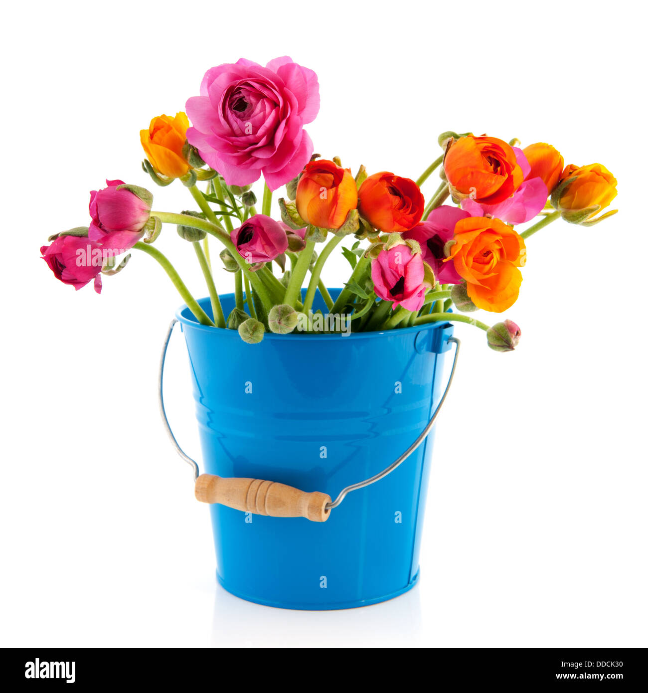 Bucket colorful Buttercups Stock Photo - Alamy