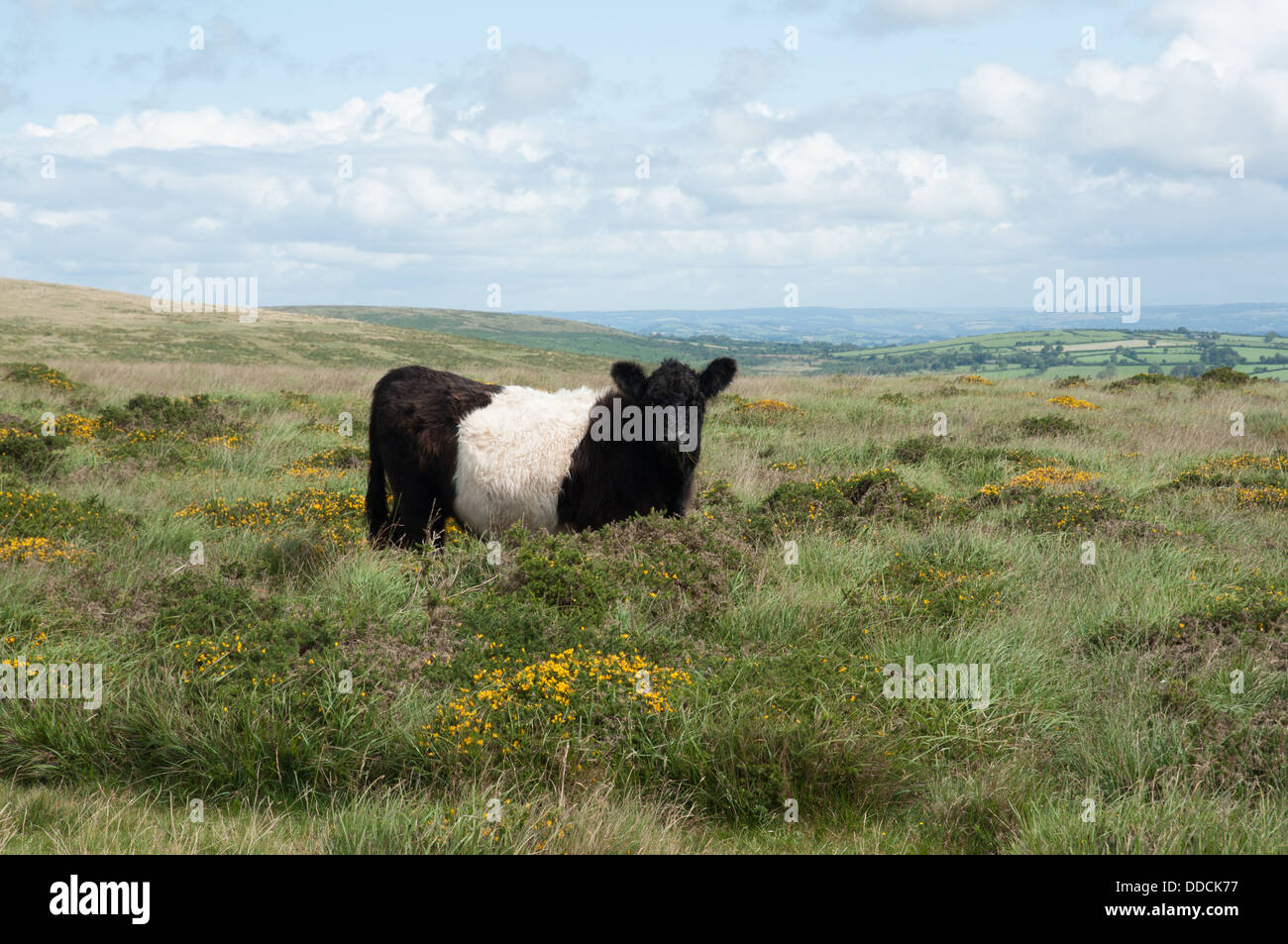Dartmoor moor hi-res stock photography and images - Alamy