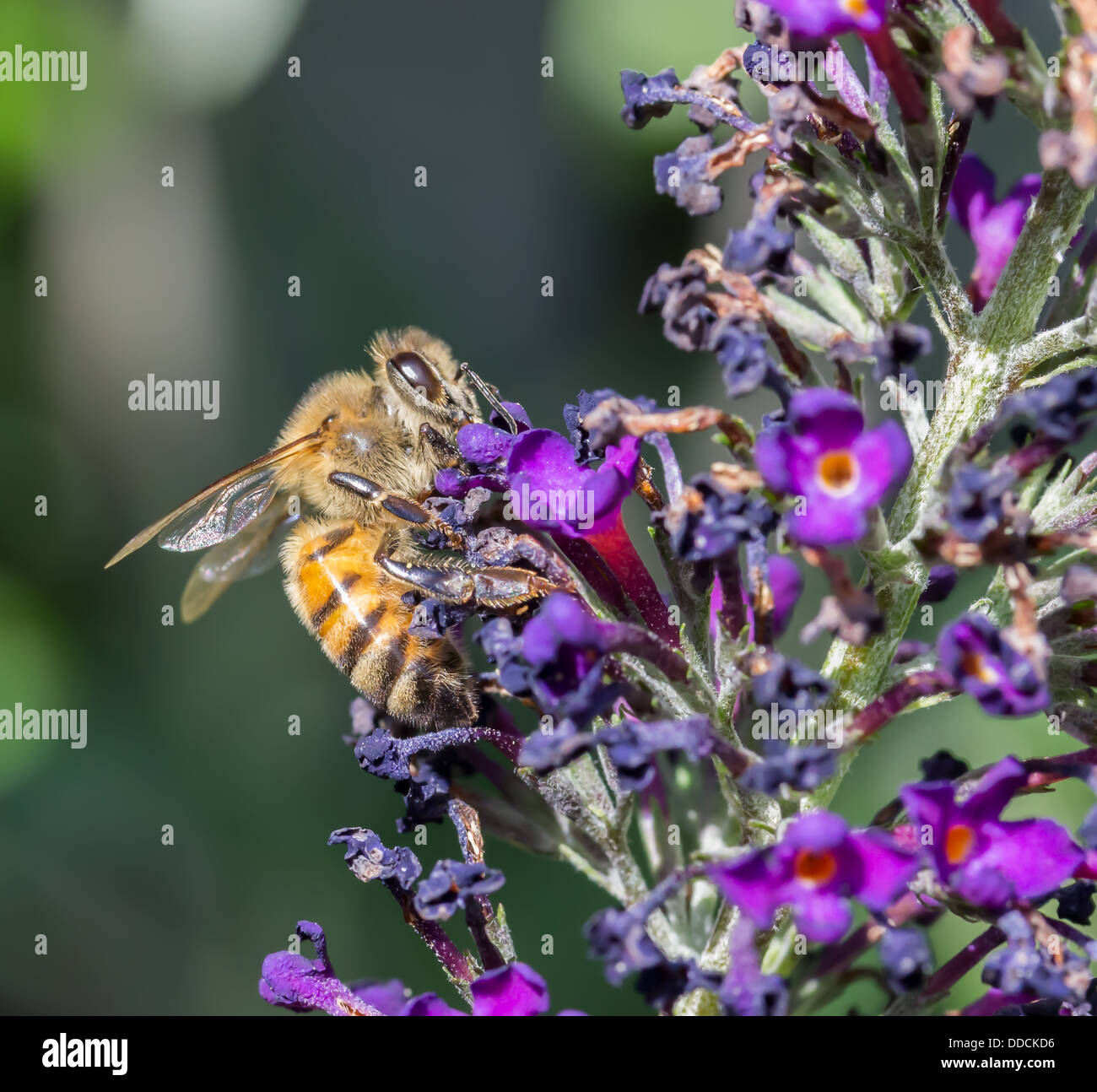 Honey Bee gathering pollen from Butterfly Bush Stock Photo - Alamy