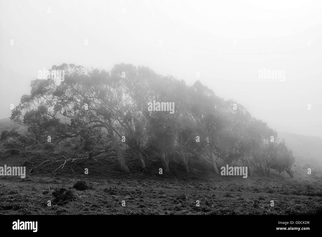 Very foggy dense fog conditions weather point reyes national seashore ...