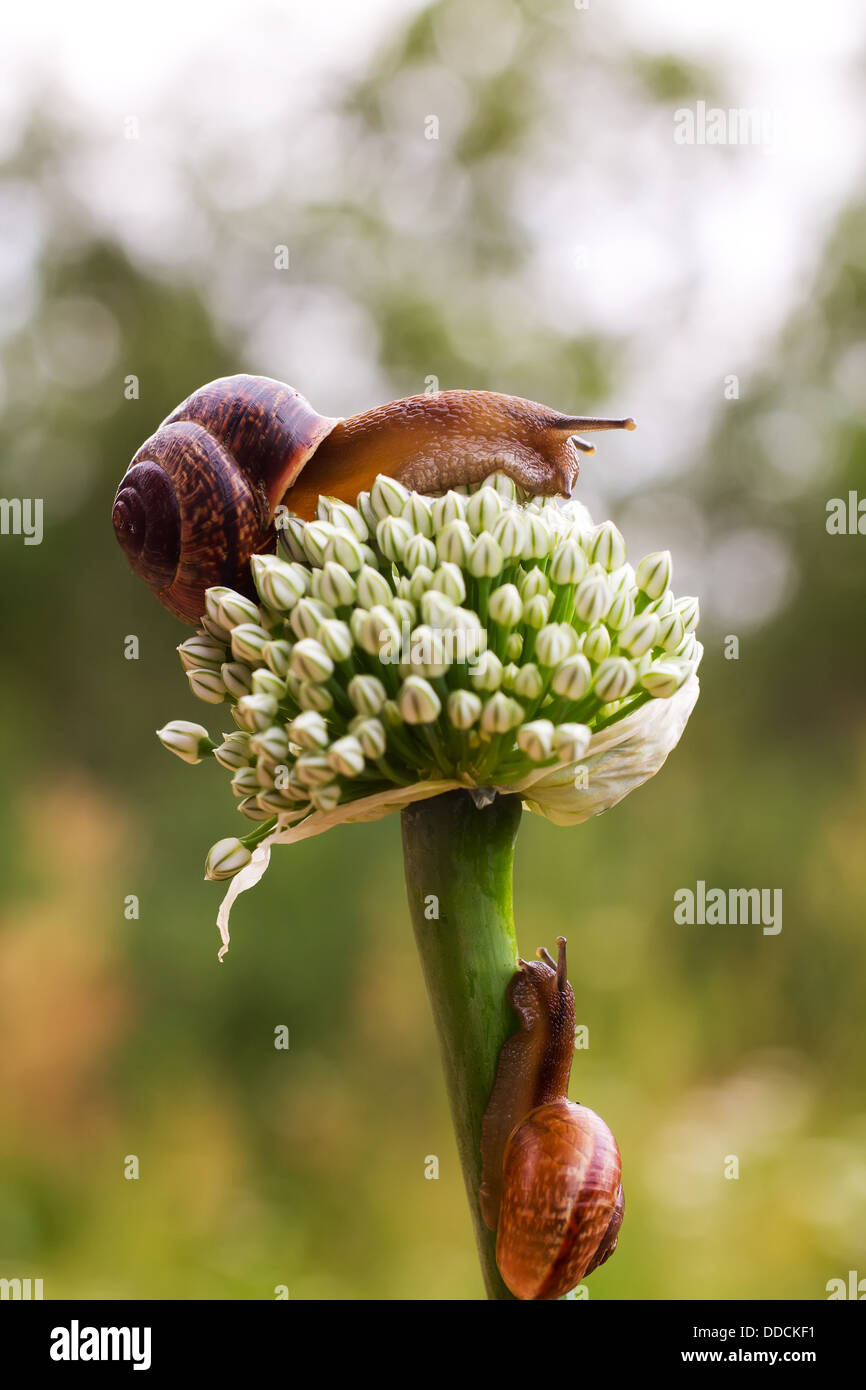 Slimy animals hi-res stock photography and images - Alamy
