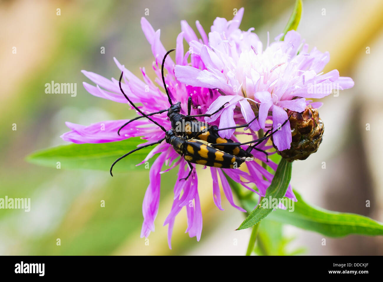 Beetle foot hi-res stock photography and images - Alamy