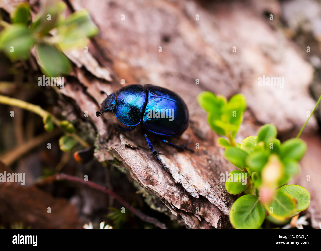 Leaf foot beetle hi-res stock photography and images - Alamy