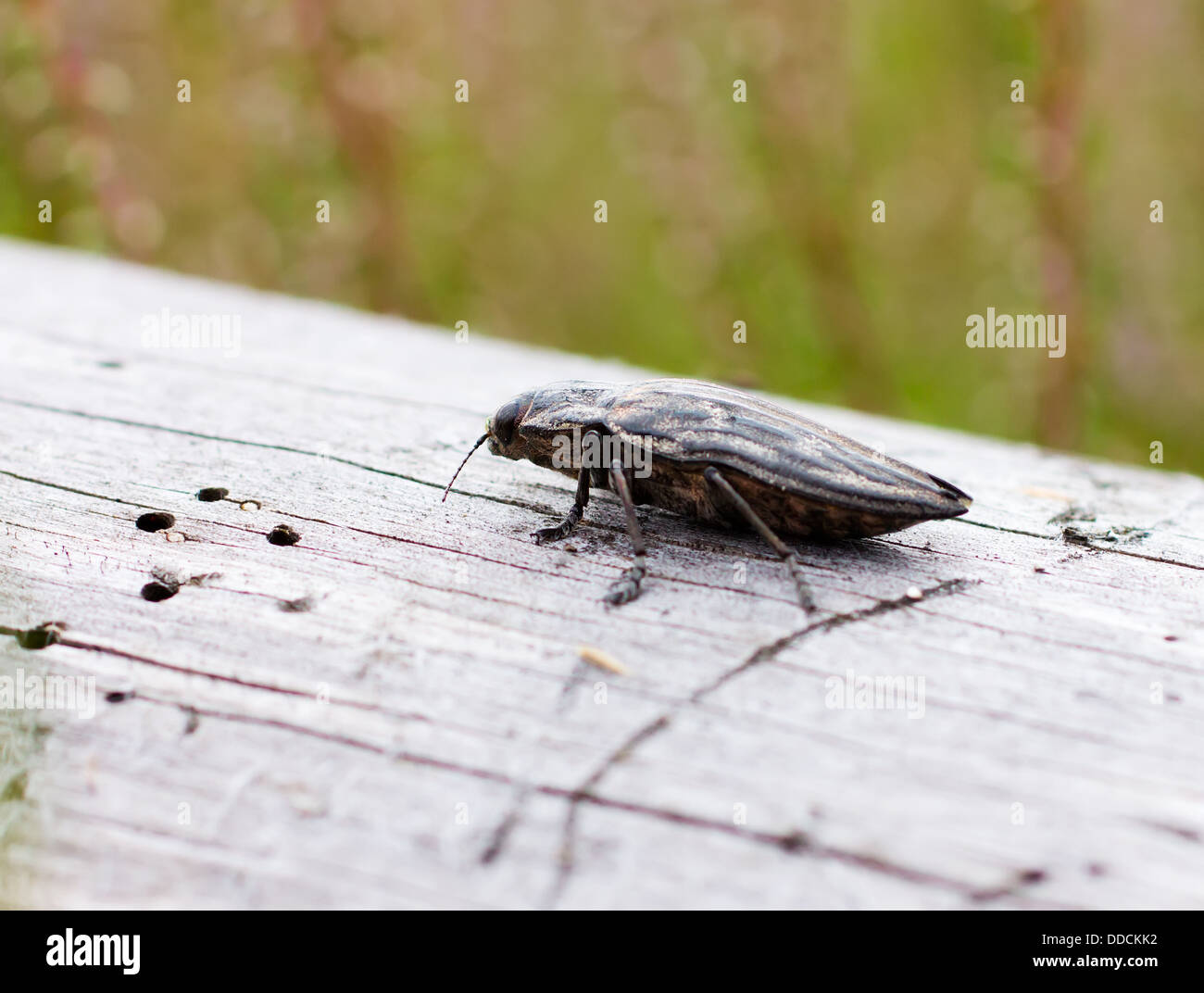 Beetle foot hi-res stock photography and images - Alamy