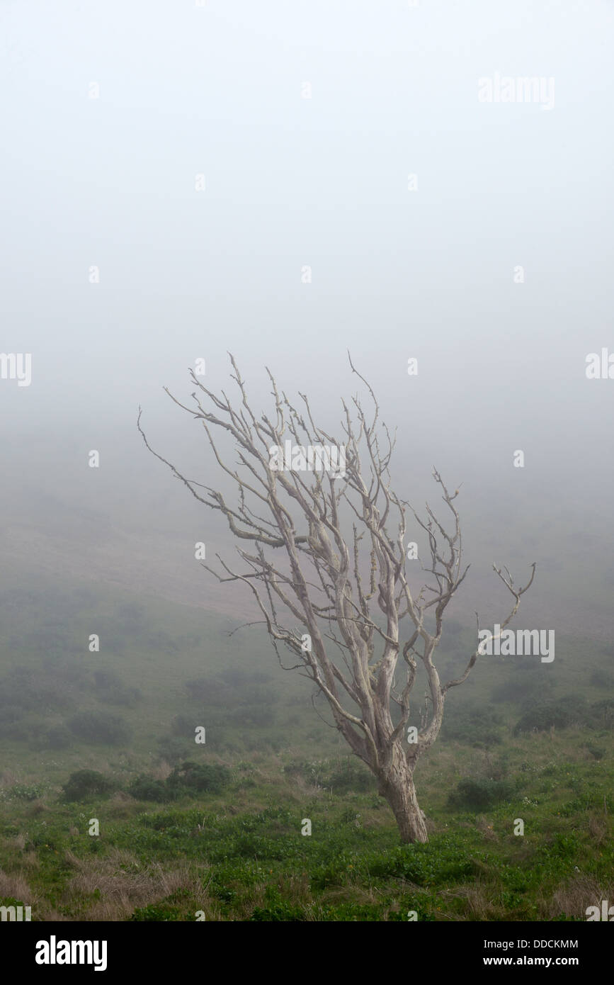 Very foggy dense fog conditions weather point reyes national seashore ...