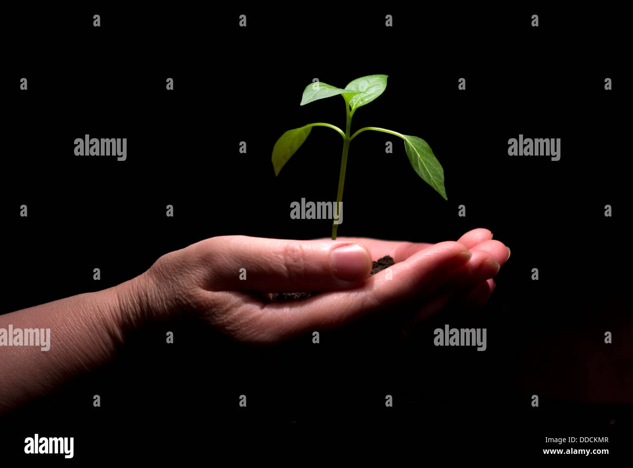 little plant Stock Photo - Alamy