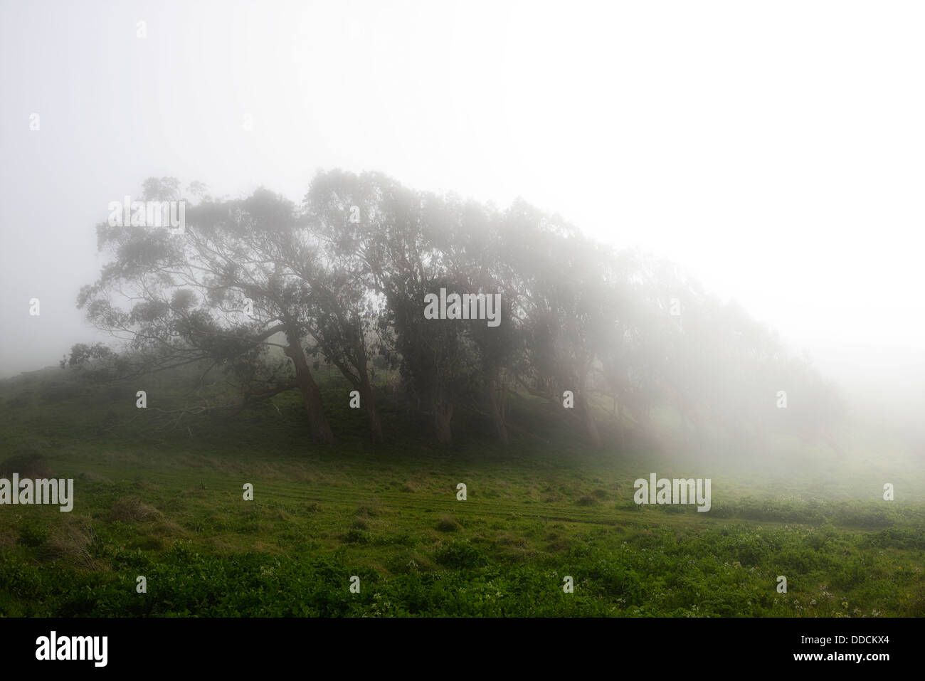 Very foggy dense fog conditions weather point reyes national seashore ...