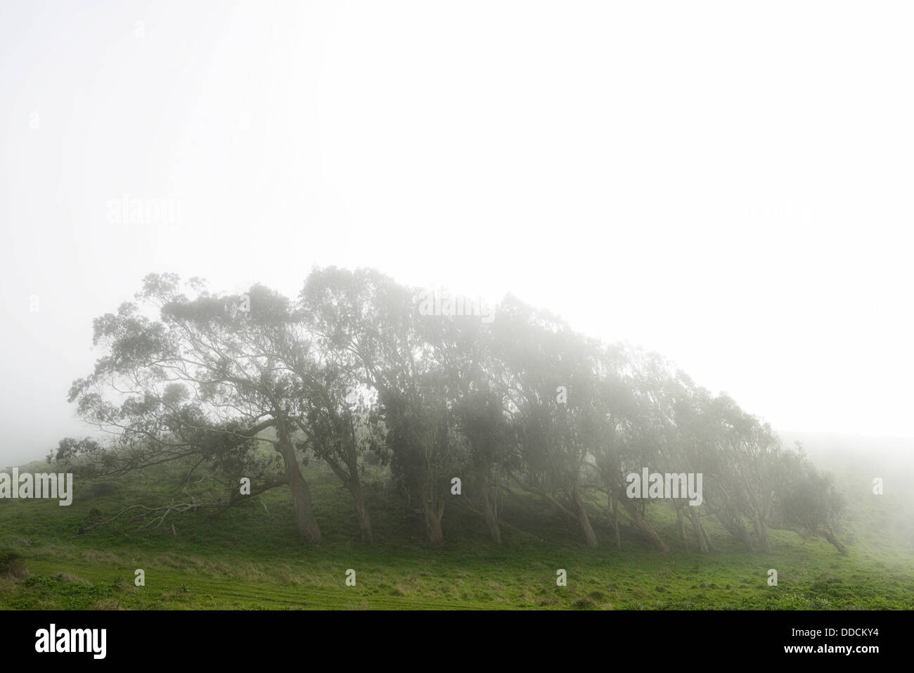 Very foggy dense fog conditions weather point reyes national seashore ...