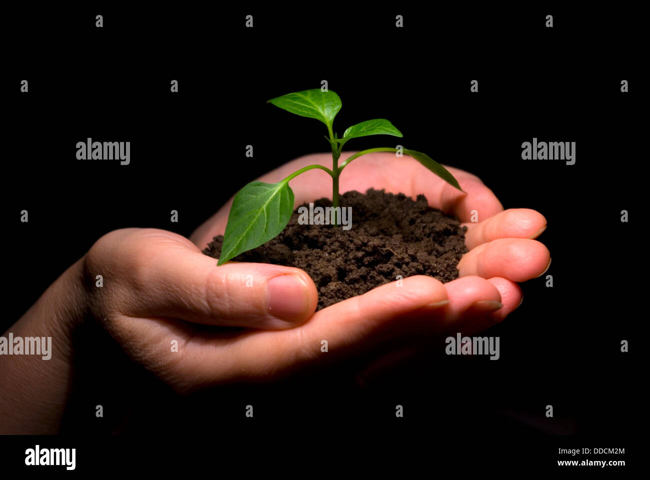Hands holding sapling Stock Photo - Alamy