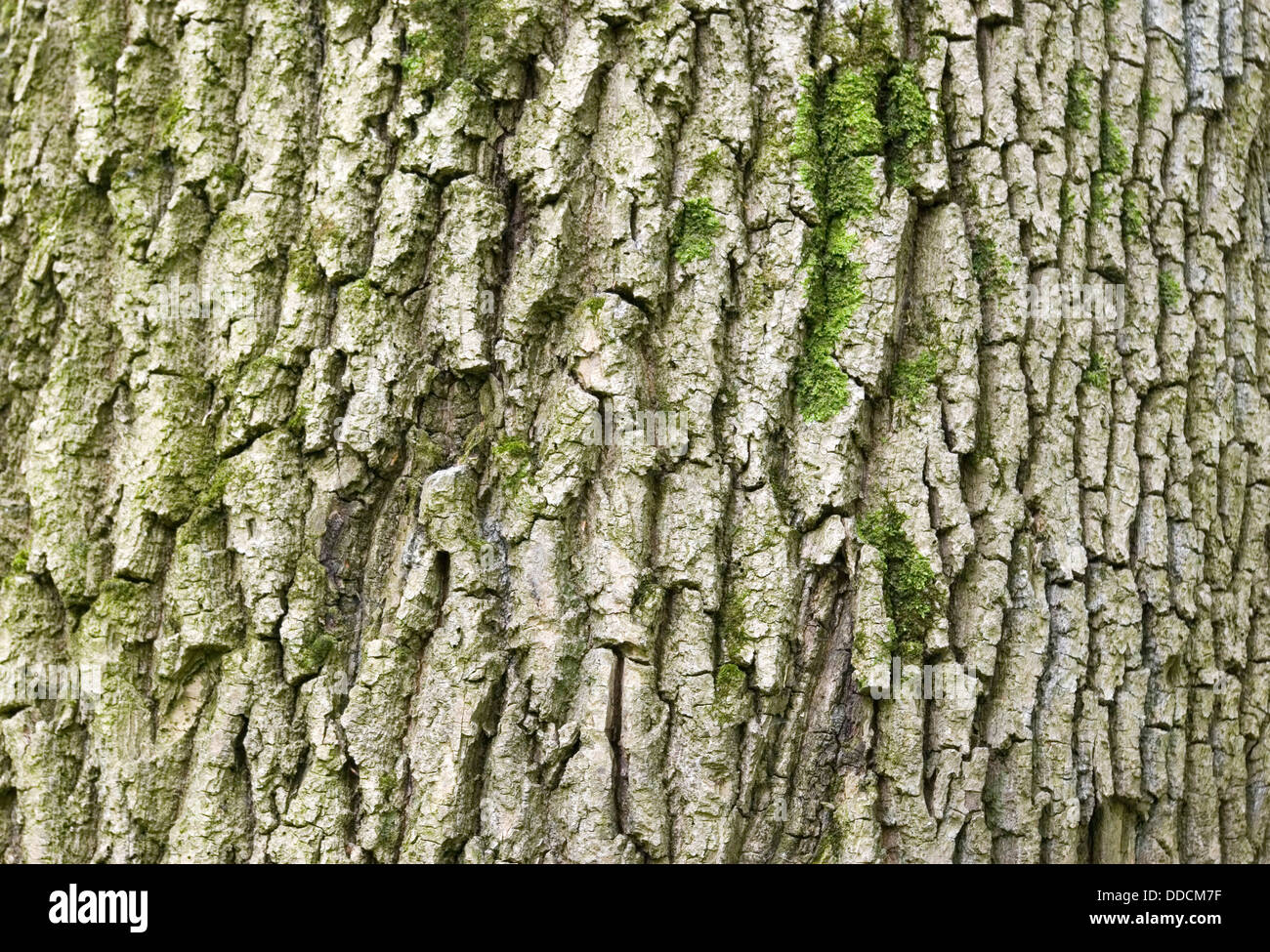 Tree bark split close up hi-res stock photography and images - Alamy