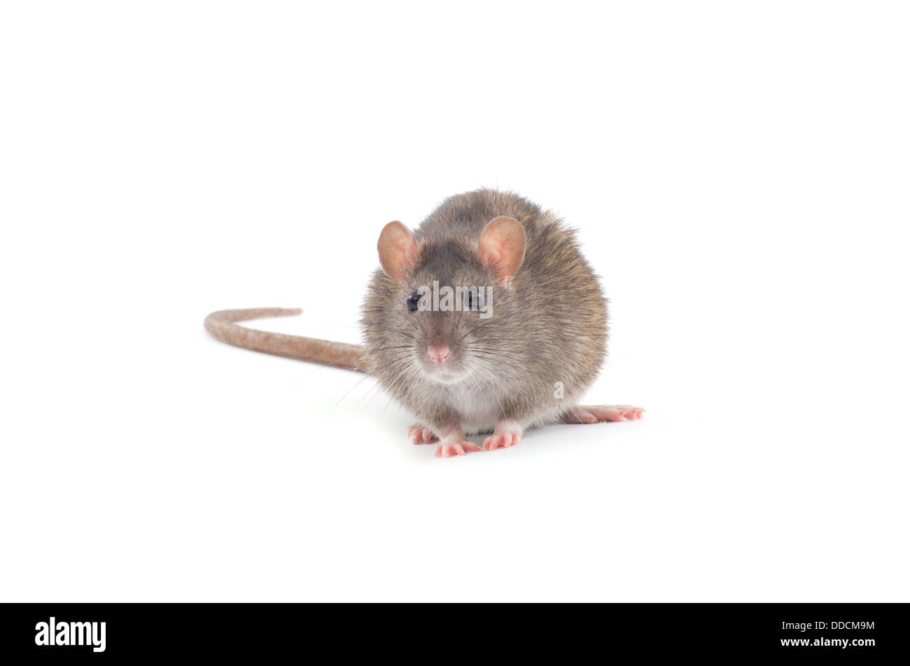 Rat nose hi-res stock photography and images - Alamy