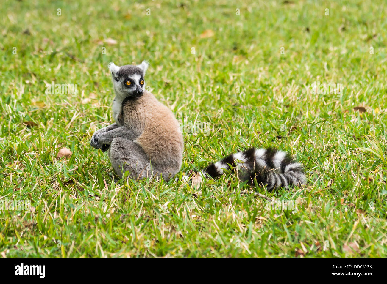 Lemuridae madagascar hi-res stock photography and images - Alamy
