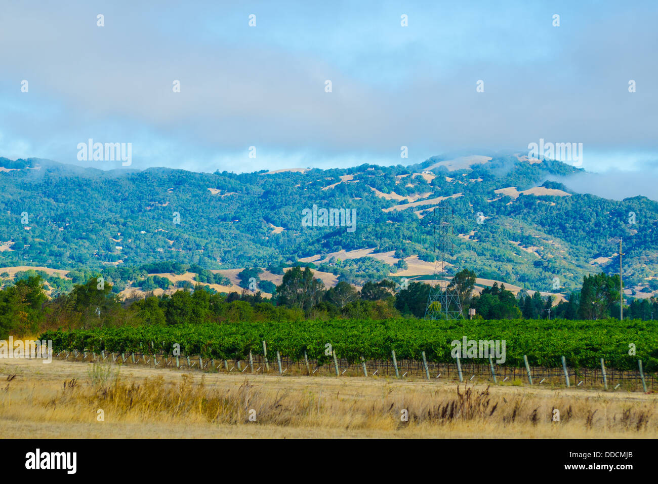 Vineyard near Sonoma in the Napa Valley region, California, late summer ...