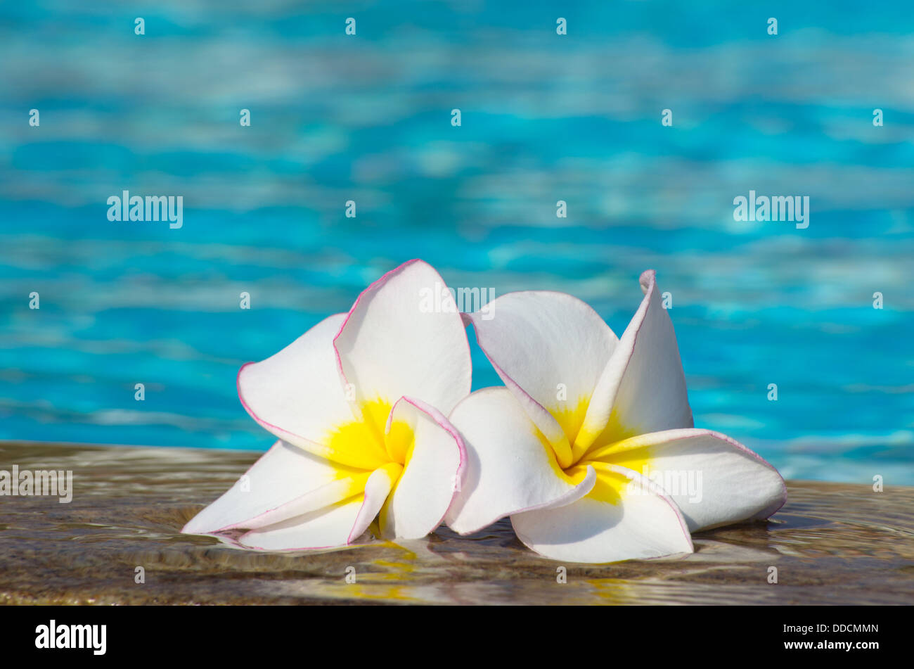 flowers on swimming pool Stock Photo - Alamy
