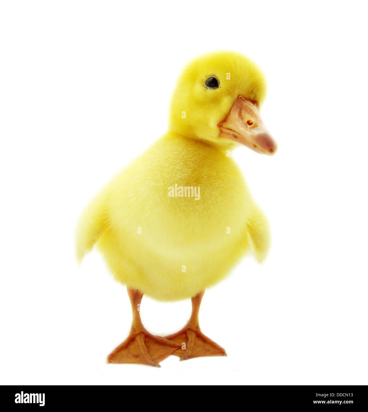 Gosling Cut Out Stock Images & Pictures - Alamy