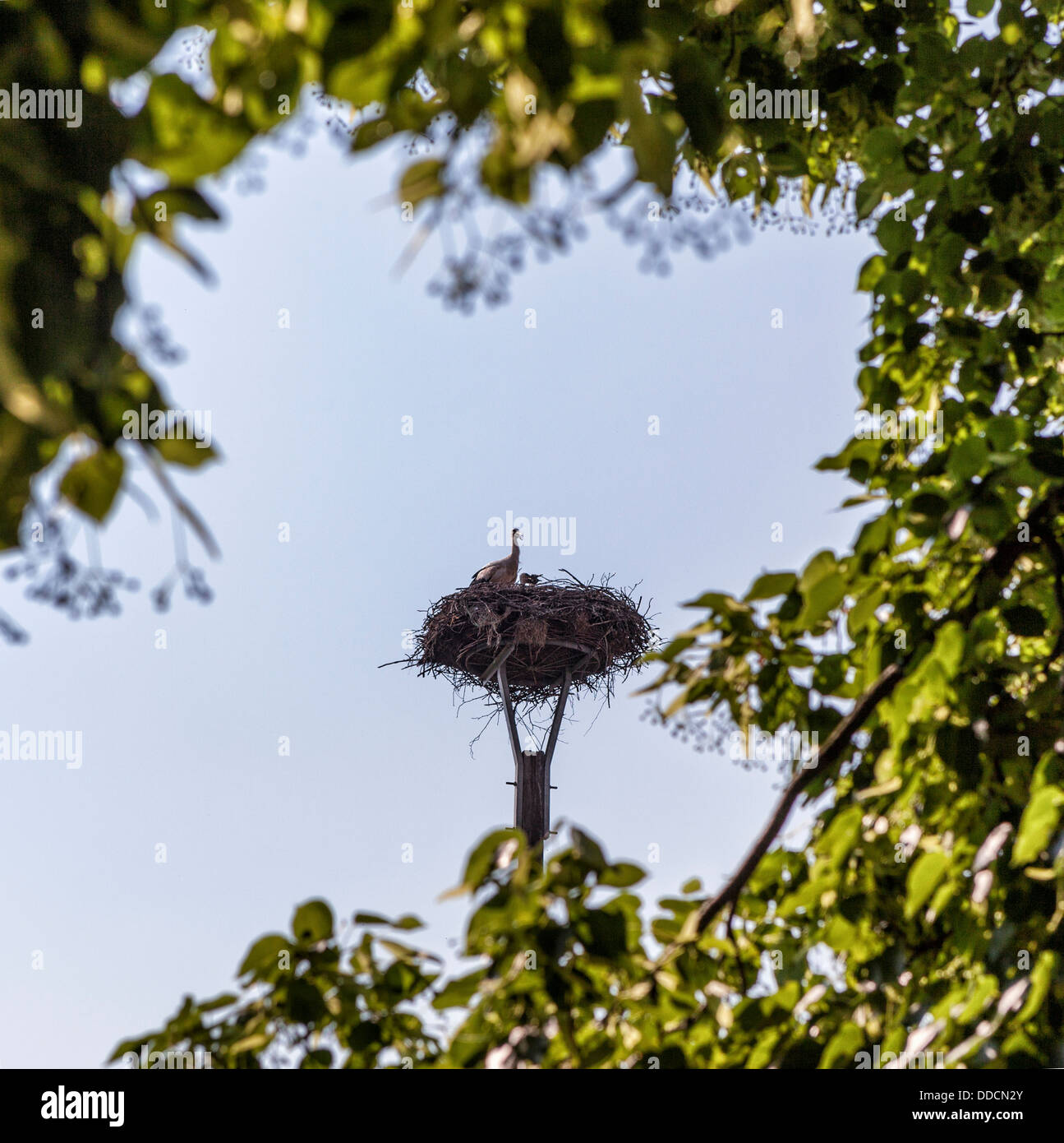 Breeding platform hi-res stock photography and images - Alamy