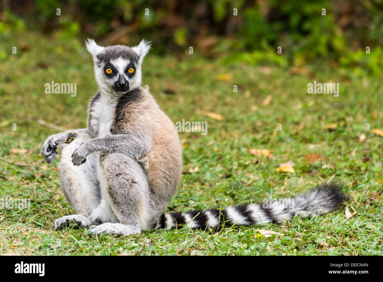 Lemuridae madagascar hi-res stock photography and images - Alamy