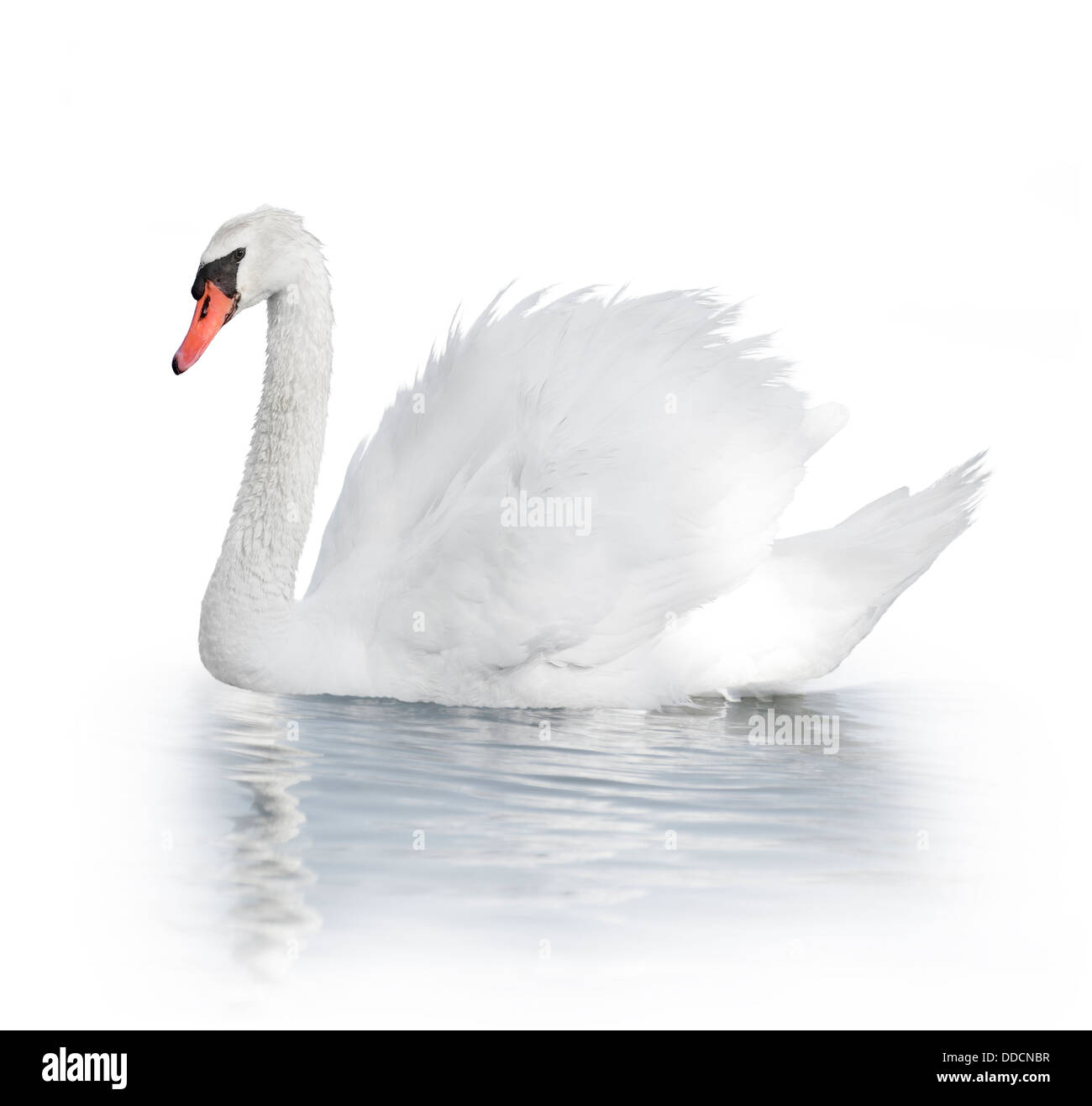 Large white swan Cut Out Stock Images & Pictures - Alamy